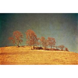 papermoon Fototapete &raquo;B&Auml;UME-VINTAGE NATUR LANDSCHAFT HERBST WALD WANDBILD XXL&laquo; bunt Vlies