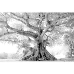 papermoon Fototapete &raquo;Baum Schwarz & Wei&szlig;&laquo; schwarz Vlies