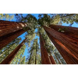 papermoon Fototapete &raquo;B&Auml;UME-NATUR LANDSCHAFT HERBST WALD BERGE GEBIRGE HIMMEL&laquo; bunt Vlies