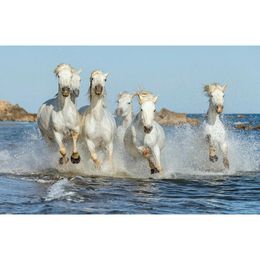 papermoon Fototapete &raquo;PFERDE-CAMARGUE GALLOP STRAND MEER TIERE K&Uuml;STE PROVENCE&laquo; bunt Vlies