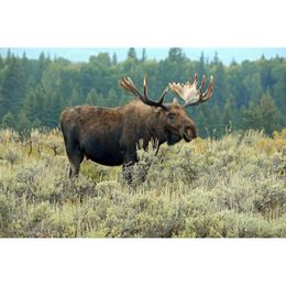 papermoon Fototapete &raquo;ELCH-STIER TIER HIRSCH WALD GEWEIH STEPPE TUNDRA PR&Auml;RIE&laquo; bunt Vlies