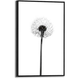 Reinders Poster &raquo;Pusteblume&laquo; schwarz MDF