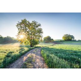 Komar Fototapete &raquo;Meadow Trail - Gr&ouml;&szlig;e 368 x 254 cm&laquo; bedruckt glatt Wohnzimmer, Schlafzimmer bunt Vlies