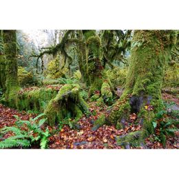 papermoon Fototapete &raquo;TROPISCHER WALD-BAUM DSCHUNGEL SONNE WEG PFLANZE FARNE&laquo; bunt Vlies