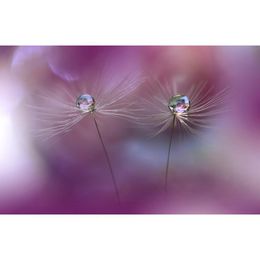 papermoon Fototapete &raquo;Zen Wassertropfen mit Blume Makro&laquo; bunt Vlies