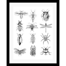 queence Bild &raquo;Insekten&laquo; Insekten Kunst Schwarz-Wei&szlig; Tiere HD Premium Poster-Druck inkl. Holzrahmen schwarz Acrylglas, Holz, Papier