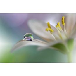 papermoon Fototapete &raquo;Zen Wassertropfen mit Blume Makro&laquo; bunt Vlies