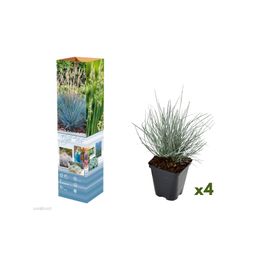 GARDENZO 4er-Set: Festuca Glauca Elijah Blue in Blau | Gr.: onesize