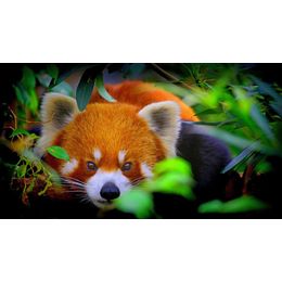 papermoon Fototapete "Rotes Panda-Portr&auml;t", B/L: 5m x 2,8m, Bahnen: 10 Stk., bunt, Schlafzimmer, Tapeten