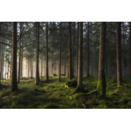 papermoon Fototapete "Photo-Art BENNY PETTERSSON, WALD EIN GEF&Uuml;HL VON FR&Uuml;HLING", B/L: 2,5m x 1,86m, Bahnen: 5 Stk., bunt, Schlafzimmer, Tapeten