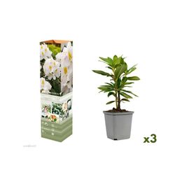 GARDENZO 3er-Set: Rhododendron 'Cunningham's White' in Wei&szlig; | Gr.: onesize