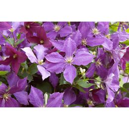 toom Clematis 'Dorothy Walton' violett 14 cm Topf