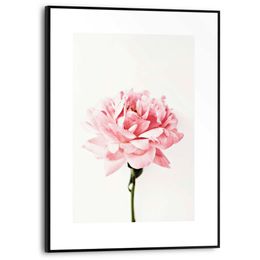 Poster Reinders, B:30cm H:40cm T:1,6cm, rosa, MDF, Wohnzimmer, Bilder, "Pfingstrose"