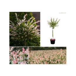 GARDENZO Salix integra "Flamingo" auf Stamm in Rosa | Gr.: onesize