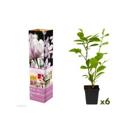GARDENZO 6er-Set: Magnolien Soulangeana in Dunkel Rosa | Gr.: onesize