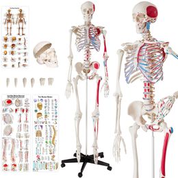 TecTake&reg; Skelett, lebensgro&szlig; und detailgetreu, farblich markierte Bereiche sowie Muskel- und Knochennummerierung, inklusive Anatomieposter