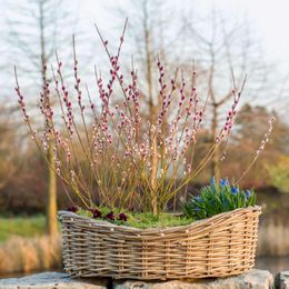 Rote K&auml;tzchenweide 'Rotk&auml;tzchen', 2 Liter, 40 - 60 cm Liefergr&ouml;&szlig;e: 40 - 60cm
