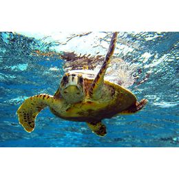 papermoon Fototapete "Schildkr&ouml;te im Wasser", B/L: 4m x 2,6m, Bahnen: 8 Stk., bunt, Schlafzimmer, Tapeten