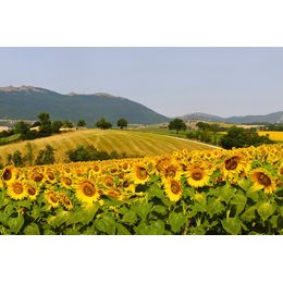 papermoon Fototapete "Sonnenblumenfeld", B/L: 3,5m x 2,6m, Bahnen: 7 Stk., bunt, Schlafzimmer, Tapeten