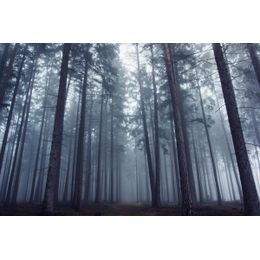 papermoon Fototapete "Photo-Art DAVID CHAROUZ, GEHEIMNISVOLLER NEBLIGER WALD", B/L: 2,5m x 1,86m, Bahnen: 5 Stk., bunt, Schlafzimmer, Tapeten