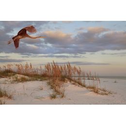 papermoon Fototapete "D&Uuml;NEN-MEER SEE K&Uuml;STE NORDSEE OSTSEE STRAND SYLT BAUM", B/L: 3m x 2,23m, Bahnen: 6 Stk., bunt, Schlafzimmer, Tapeten