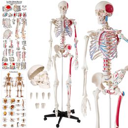 TecTake&reg; Skelett, lebensgro&szlig; und detailgetreu, farblich markierte Bereiche sowie Muskelnummerierung, inklusive Anatomieposter