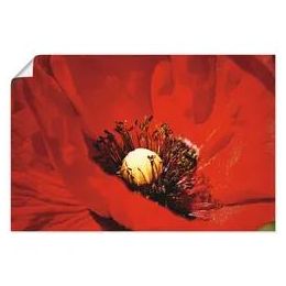 Poster Artland "Roter Mohn", rot (farbe bild(er): rot), B:30cm H:20cm, Bilder, Poster, als Poster in verschied. Gr&ouml;&szlig;en