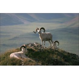 papermoon Fototapete "Widder in Landschaft", B/L: 4,5m x 2,8m, Bahnen: 9 Stk., bunt, Schlafzimmer, Tapeten