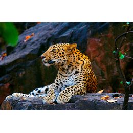 papermoon Fototapete "LEOPARD", B/L: 3,5m x 2,6m, Bahnen: 7 Stk., bunt, Schlafzimmer, Tapeten