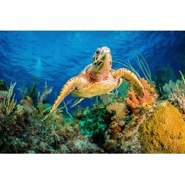 papermoon Fototapete "JAN ABADSCHIEFF, HAWKSBILL TURTLE SCHWIMMEN DURCH KARIBISCHES RIFF", B/L: 4m x 2,6m, Bahnen: 8 Stk., bunt, Schlafzimmer, Tapeten