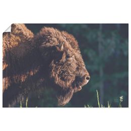 Artland Wandbild &raquo;Bison Meditation&laquo; Wildtiere 1 Stk. tlg. als Alubild, Leinwandbild, Poster, Wandaufkleber in verschied. Gr&ouml;&szlig;en Papier