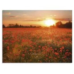 Glasbild Artland "Mohnblumenfeld bei Sonnenuntergang", rot (farbe bild(er): rot), B:80cm H:60cm, Bilder, in verschiedenen Gr&ouml;&szlig;en
