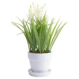 Kunstblume BOTANIC-HAUS "Muskari getopft", beige (creme, wei&szlig;), B:18cm H:26cm T:18cm &Oslash;:18cm, Kunststoff, Kunstpflanzen
