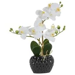 Kunstpflanze OTTO HOME "Orchidee", schwarz-wei&szlig; (wei&szlig;, schwarz), B:13cm H:38cm T:6,5cm, Keramik, Kunststoff, Polyester, Kunstpflanzen, Kunstpflanze, Kunstorchidee, im Topf, Bestseller, &uuml;ber 2500 4,5-Sterne-Bewertungen