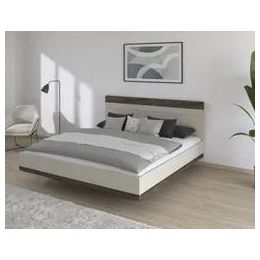 Futonbett Rauch "Bett Doppelbett Holzbett SAJO", beige (champagner, atlantic oak dunkel), B:185cm H:102cm L:207cm, Betten, Futonbett, mit Farb-Absetzungen in komfortabler Sitzh&ouml;he MADE IN GERMANY