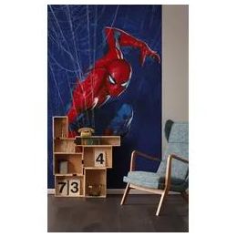 Kindertapete Komar "Marvel Spider-Man Spider Web", blau (blau,rot), B:150m H:250m, Vlies, Tapeten