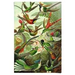 Poster Reinders "Hummingbirds Vogel - Tiermotiv - Natur - Botanisch - Ernst Haeckel", gr&uuml;n (farbe bild(er): gr&uuml;n), B:61cm H:91,5cm, Papier, Bilder, Poster