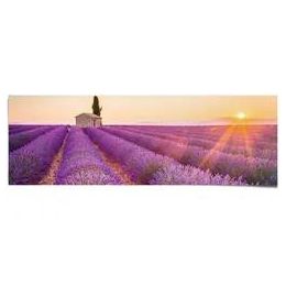 Poster Reinders "Lavendel Horizont", lila (farbe bild(er): lila), B:158cm H:53cm, Papier, Bilder, Poster