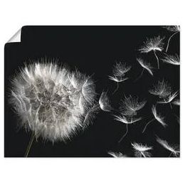 Wandbild Artland "Pusteblume", schwarz (farbe bild(er): schwarz), B:60cm H:45cm, Bilder, als Leinwandbild, Poster in verschied. Gr&ouml;&szlig;en