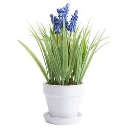 Kunstblume BOTANIC-HAUS "Muskari getopft", lila (lila, blau), B:18cm H:26cm T:18cm &Oslash;:18cm, Kunststoff, Kunstpflanzen