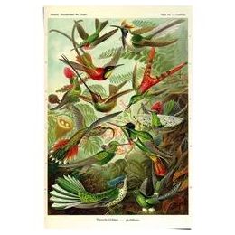 Poster Reinders "Kolibris Lithografie", bunt (farbe bild(er): mehrfarbig), B:61cm H:91,5cm, Papier, Bilder, Poster