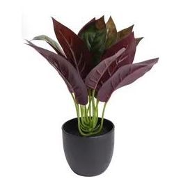 K&uuml;nstliche Zimmerpflanze BOTANIC-HAUS "Calathea", gr&uuml;n, B:20cm H:20cm T:20cm &Oslash;:20cm, Kunststoff, Kunstpflanzen, K&uuml;nstliche Zimmerpflanze