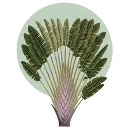 Bild Komar "Botanical Garden Pinnate Palm", gr&uuml;n (farbe bild(er): gr&uuml;n), B:30cm H:30cm, Holz, Papier, Bilder, Bild, Wandbild zur Dekoration - ohne Rahmen