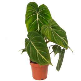 Philodendron 'Gloriosum' 12 cm Topf