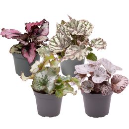 Begonia Mini-Mix 6 cm Topf, 4er-Set