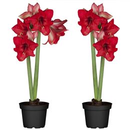 toom Amaryllis mit 2 Trieben rot 12 cm Topf, 2er-Set
