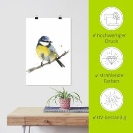 Wandbild Artland, B:80cm H:120cm, bunt, Papier, Wohnzimmer, Bilder, "Aquarell Blaumeise", als Alubild, Leinwandbild, Poster, Wandaufkleber in