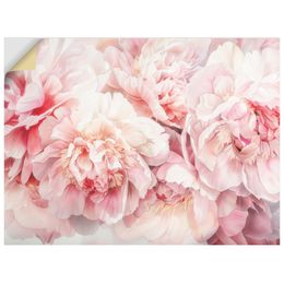 Wandbild Artland "Rosa Farbene Pfingstrosen Aquarell", farbe bild(er): pink, B/H/T: 60cm x 45cm x 0,1cm, Wandaufkleber - Vinyl Querformat, 1 Stk., Bilder, als Alubild, Leinwandbild, Poster, Wandaufkleber in verschied. Gr&ouml;&szlig;en