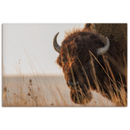 Wandbild Artland "Bison Sunset", farbe bild(er): braun, B:90cm H:60cm, Bilder, als Alubild, Leinwandbild, Poster, Wandaufkleber in verschied. Gr&ouml;&szlig;en