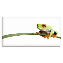 Wandbild Artland "Frosch auf einem Blatt", wei&szlig; (farbe bild(er): wei&szlig;), B:40cm H:20cm, Bilder, als Leinwandbild, Poster in verschied. Gr&ouml;&szlig;en